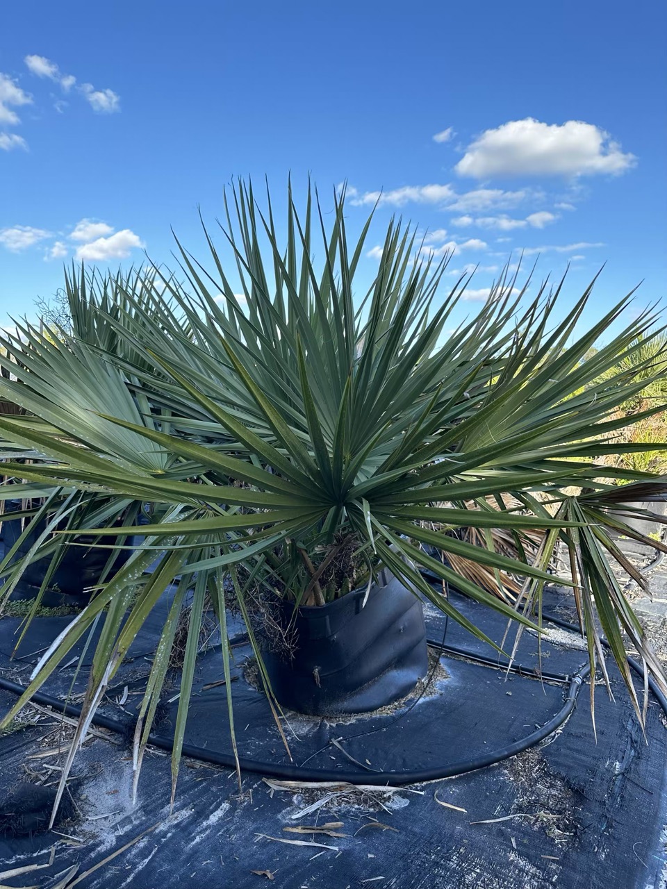 Trees – FEA Landscape